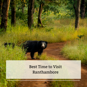 Best time to Visit Ranthambore National Park | Sawai Madhopur