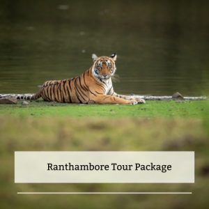 Best time to Visit Ranthambore National Park | Sawai Madhopur