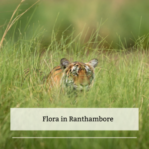 Ranthambore Safari Booking | Safari Price Starts @1300 INR